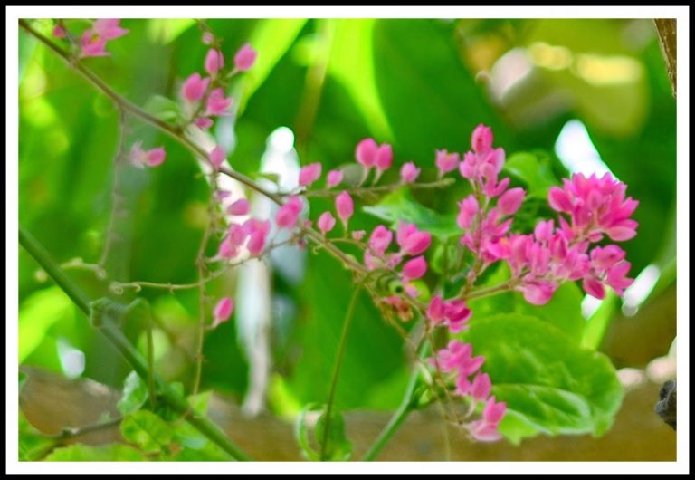 12 Hình ảnh đẹp của hoa Tigon - Hà Nội Spirit Of Place