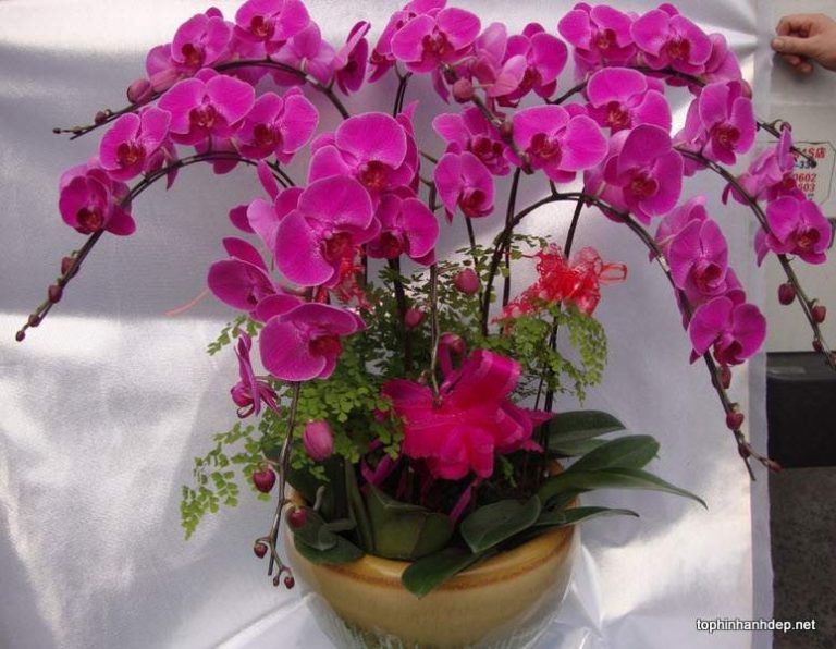 35 hình ảnh hoa lan tím đẹp, ý nghĩa của phong lan tím - Hà Nội Spirit ...