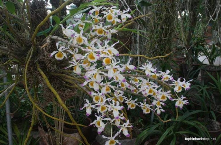 20 hình ảnh hoa lan rừng đẹp nhất Việt Nam tổng hợp - Hà Nội Spirit Of Place