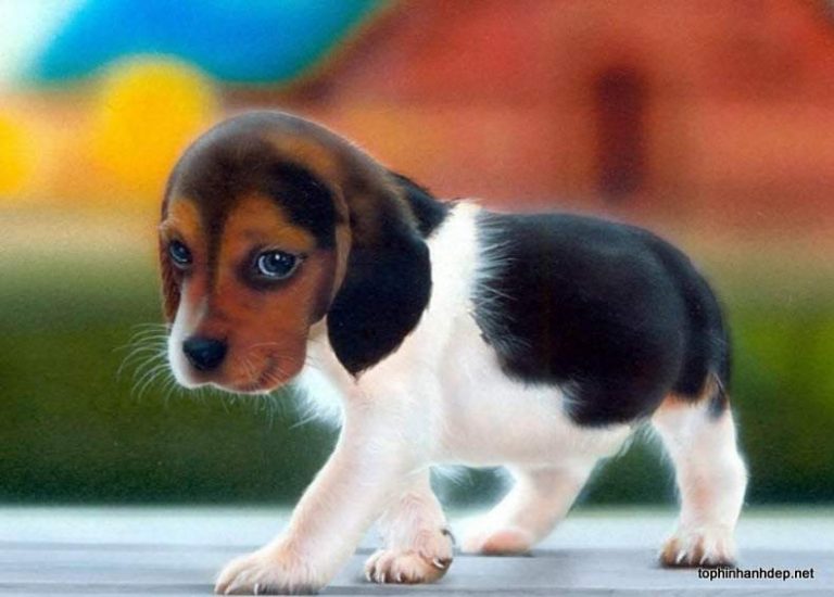 50 hình ảnh chó con dễ thương, ảnh cún con đáng yêu nhất - Hà Nội ...