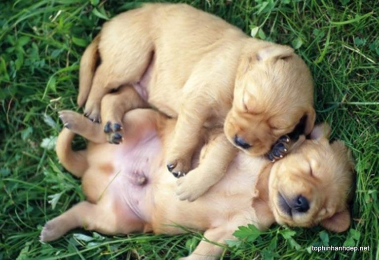 50 hình ảnh chó con dễ thương, ảnh cún con đáng yêu nhất - Hà Nội ...