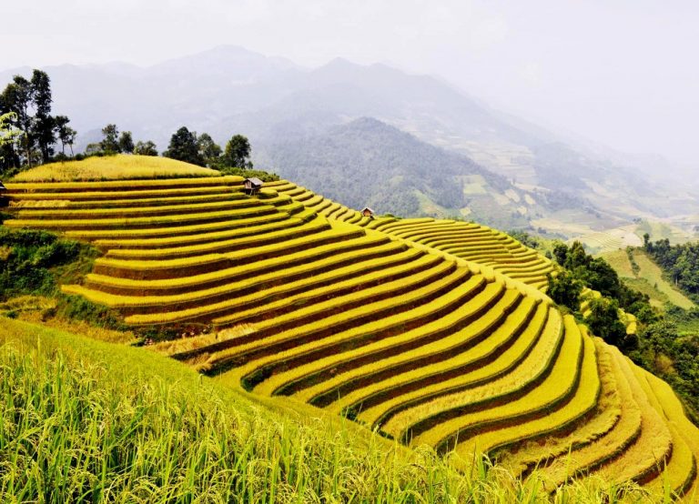 30 Hình ảnh ruộng bậc thang Tây Bắc mùa lúa chín đẹp ngất ngây - Hà Nội ...